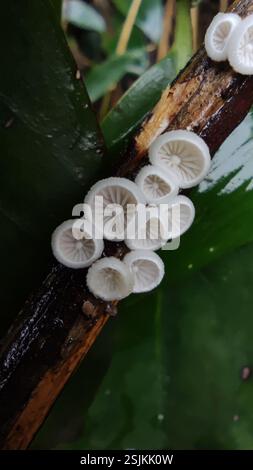 (Chaetocalathus craterellus), Fungi, Hangzhou, CN-ZJ, CN Stock Photo ...