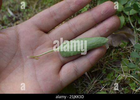 tokyo violet (Viola philippica), Plantae, 中国浙江省杭州市西湖区 Stock Photo - Alamy