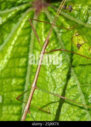 Stick Insects (Phasmida), Insecta, Guasca, Cundinamarca, Colombia Stock ...