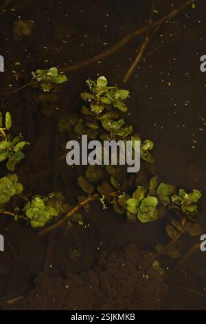 Speke Hall and grounds Stock Photo - Alamy
