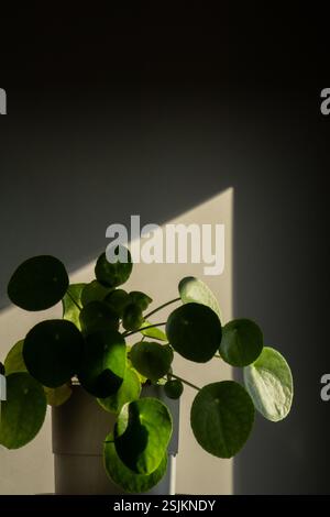 A close-up of the round, glossy leaf of the Chinese Money Plant (Pilea ...
