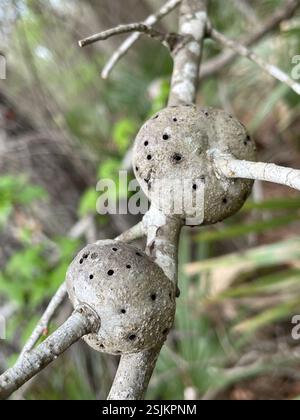 Gouty Oak Gall Wasp (Callirhytis quercuspunctata) Insecta Stock Photo ...