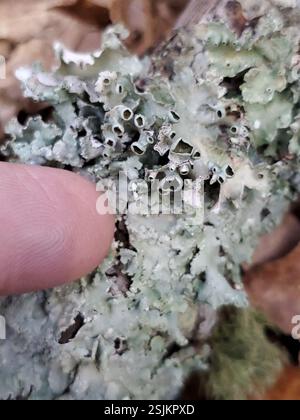 Ruffle Lichens (Parmotrema), Fungi, Douglas, Georgia, United States ...