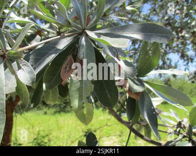 silver terminalia (Terminalia sericea), Plantae, Zambezi Region ...