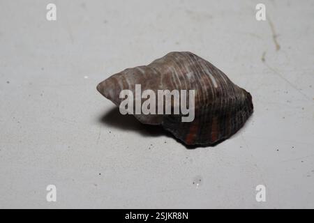Rusty Rocksnail (Stramonita rustica), Mollusca, Praia dos Carneiros ...