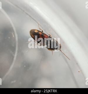 (Drasterius bimaculatus), Insecta, Kino Arena II, 1715 g.k. Mladost 4 ...
