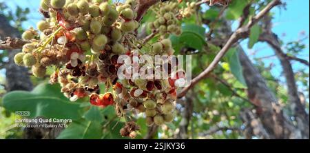 Curatella americana L Curatella americana L Stock Photo - Alamy