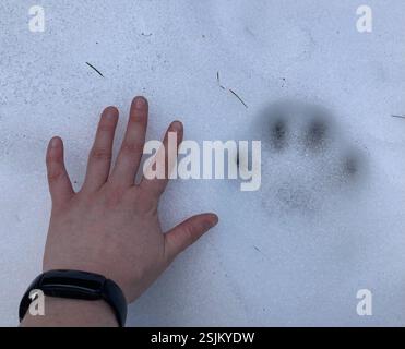 Mountain lion (Puma concolor), Oregon Zoo, Washington Park, Portland ...