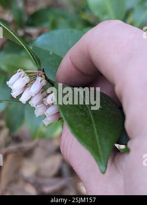fetterbush lyonia (Lyonia lucida), Plantae, Windsor Forest, Savannah ...