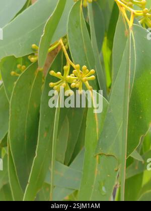 Silvertop Ash (Eucalyptus sieberi), Plantae, Lake Tabourie NSW 2539, Australia Stock Photo - Alamy