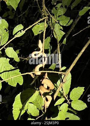 Ringed Tree Boa (Corallus annulatus) showing prominent loreal pits for ...