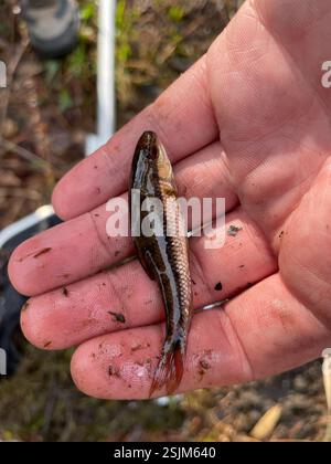 Eastern Creek Chubsucker (Erimyzon oblongus) Actinopterygii Stock Photo ...