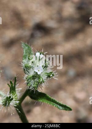 Clearwater cryptantha (Cryptantha intermedia), Plantae, Ensenada, MX-BN ...