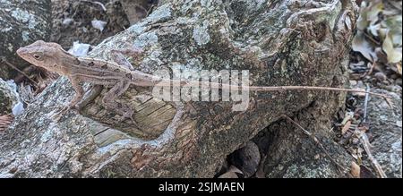 Anoles (Anolis), Reptilia, Moca, Dominican Republic Stock Photo - Alamy
