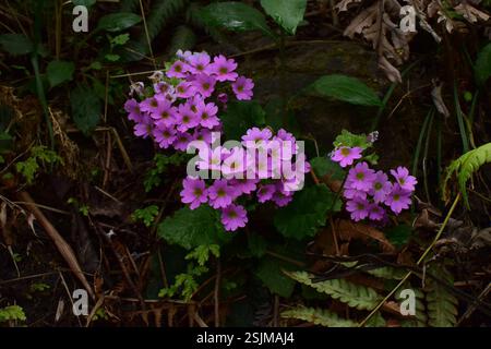 Poison Primrose (Primula obconica), Plantae, 中国贵州省黔南布依族苗族自治州龙里县 Stock ...