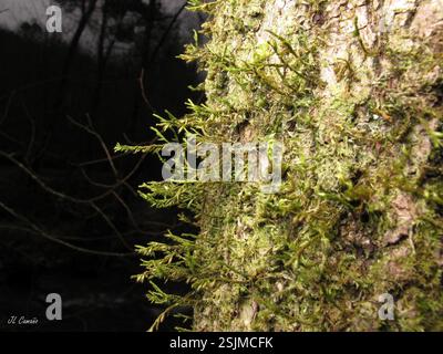 Lateral Cryphaea (Cryphaea heteromalla), Plantae, Ourense, España, On ...