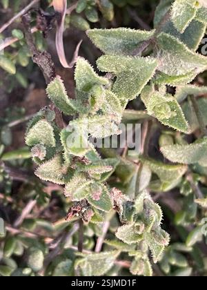 California orache (Extriplex californica) Plantae Stock Photo - Alamy