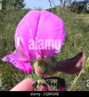 Pioneer Hoarypea (Tephrosia polystachya), Plantae, uMkhanyakude ...