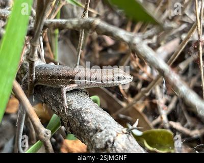 Rainbow skink (Carlia pectoralis Stock Photo - Alamy