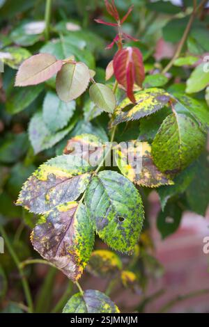 Black spots on rose leaves, fungal disease Diplocarpon rosae, causes ...