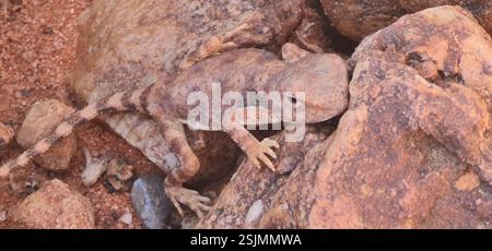 A gibber earless dragon (Tympanocryptis intima) standing on a rock in ...