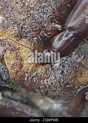 (Pterostichus angustus), Insecta, Saratoga, CA 95070, USA Stock Photo ...