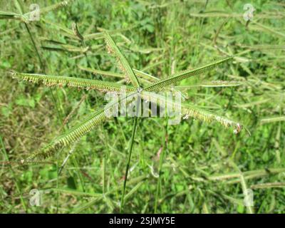 Giant Crowfoot (Dactyloctenium giganteum), Plantae, Zambezi Region ...