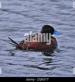 Andean Duck (Oxyura ferruginea) Aves Stock Photo - Alamy