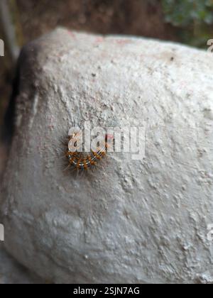 (Lemyra imparilis), Insecta, 114, Taiwan, 台北市內湖區金瑞里 Stock Photo - Alamy