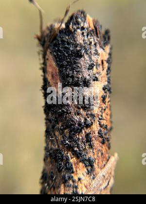 (Propolis), Fungi, Pecho Rd, Los Osos, CA, US Stock Photo - Alamy