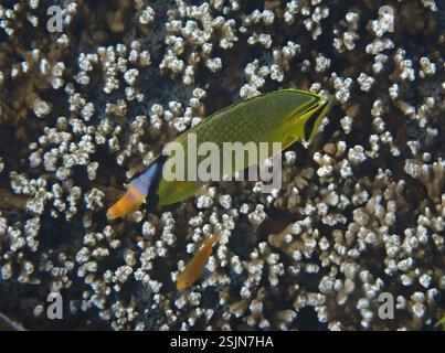 Lattice Butterflyfish (Chaetodon rafflesii), Actinopterygii, Ko Surin ...