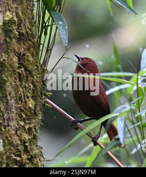 Rufous Wren (Cinnycerthia unirufa), Ecuador, South America Stock Photo ...