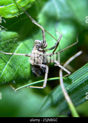 (Protolophus singularis), Arachnida, Highland Dr, Los Osos, CA, US, The ...