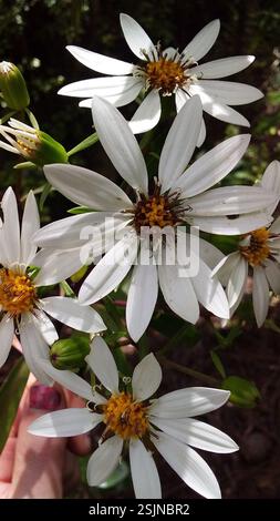Kirk's tree daisy (Brachyglottis kirkii), Plantae, Whenuakite, New ...