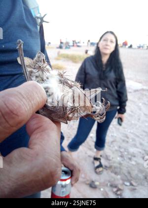 fish-eating bat (Myotis vivesi), Mammalia, Mexico Stock Photo - Alamy