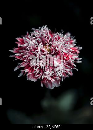 Detail of opium poppy flower, in latin papaver somniferum, white ...
