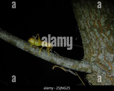 Raspy Crickets (Gryllacrididae), Insecta, Hobart TAS, Australia Stock ...