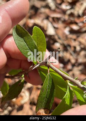 bully trees (Sideroxylon), Plantae, Woodville, MS, US Stock Photo - Alamy