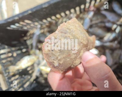 American Soles (Achiridae), Actinopterygii, Natal - RN, Brasil Stock ...