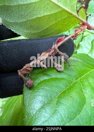 salal (Gaultheria shallon), Plantae, Island County, WA, USA Stock Photo ...