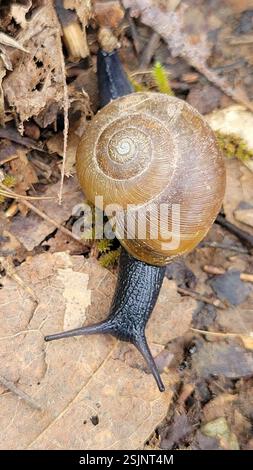 (Helicina), Mollusca, Modoc, SC 29838, USA Stock Photo - Alamy