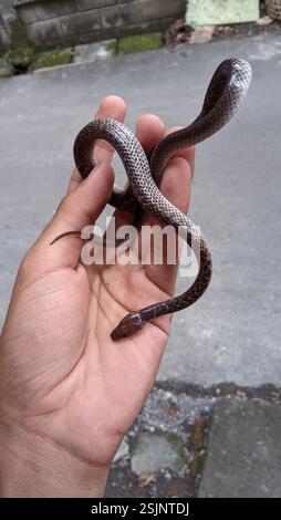 Common Wolf Snake (Lycodon capucinus), Reptilia, Kos Riski Putra Stock ...