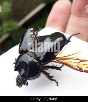 Ox Beetles (Strategus), Insecta, Nova Friburgo - RJ, 28615, Brasil ...