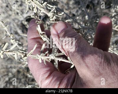 Winterfat (Krascheninnikovia lanata), Plantae, Huerfano, Colorado ...