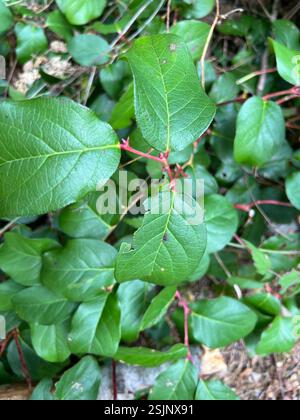 salal (Gaultheria shallon), Plantae, King County, WA, USA Stock Photo ...