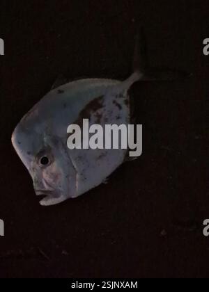 Atlantic Moonfish (Selene setapinnis), Actinopterygii, Natal - RN ...
