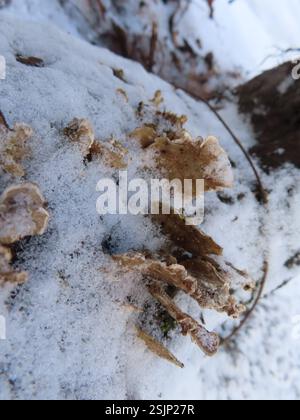 (Trichaptum), Fungi, Columbia County, WI, USA Stock Photo - Alamy