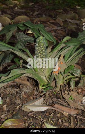 (Rohdea), Plantae, 中国浙江省杭州市西湖区 Stock Photo - Alamy