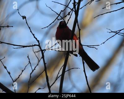 Northern Cardinal (Cardinalis cardinalis), Aves, Clifton, Cincinnati ...