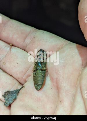 Fire Beetle (Pyrophorus noctilucus), Insecta, Gamboa, Panama, Glowing ...